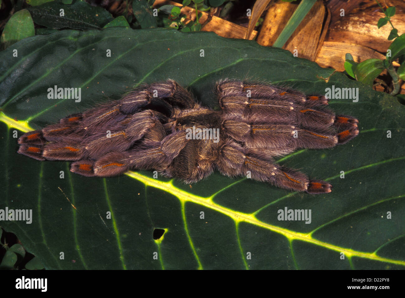 Desert tarantula hole hi-res stock photography and images - Alamy