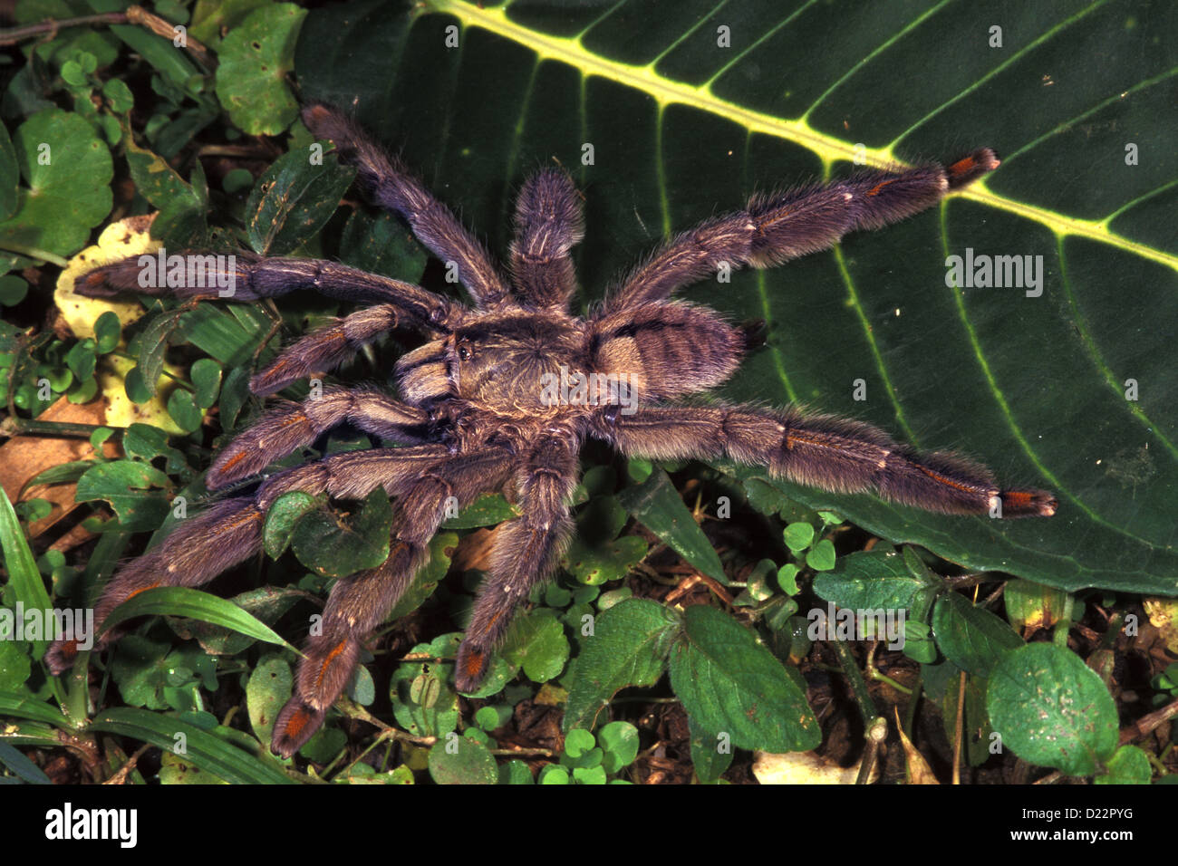 Chevroned Tarantula Psalmopoeus cambridgei Trinidad, West Indies ...