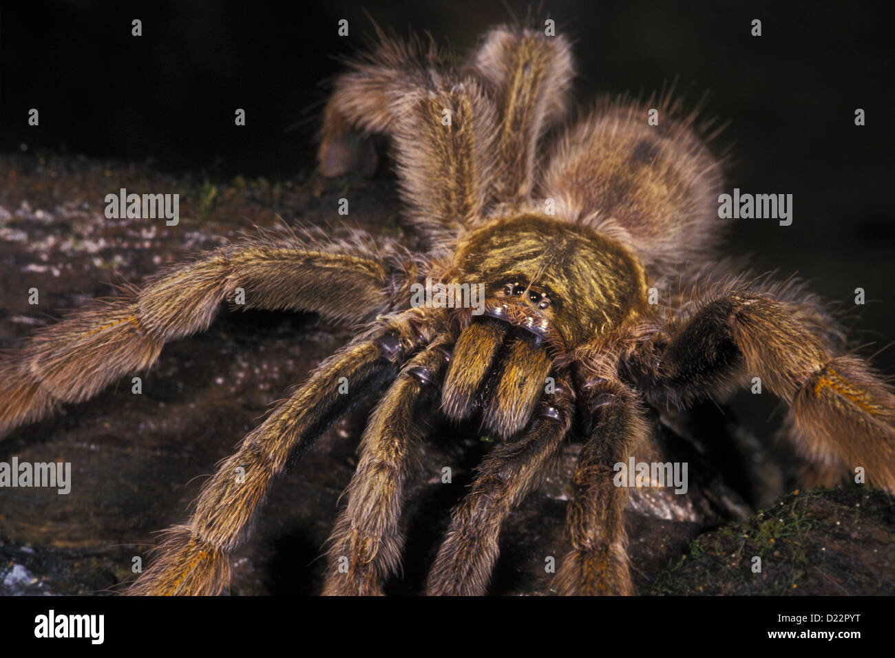 Desert tarantula hole hi-res stock photography and images - Alamy