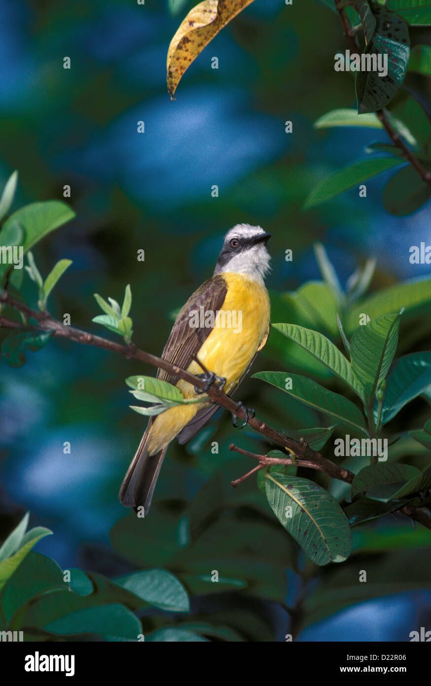 Grey-capped Flycatcher Myiozetetes granadensis La Selva OTS Station ...