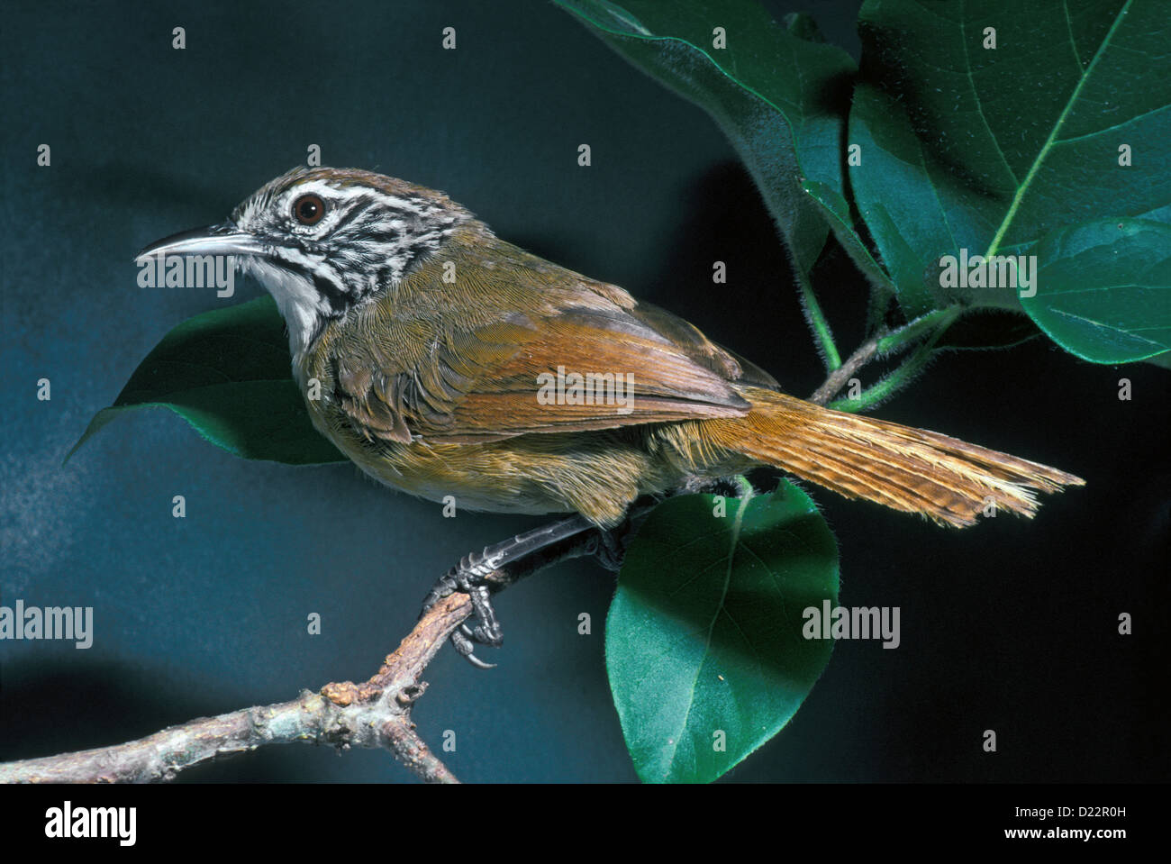 Happy Wren Pheugopedius felix Barre de Navidad, Jalisco, Mexico ...