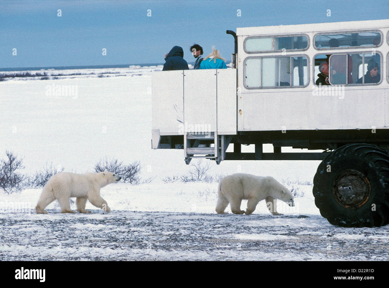 Tundra Buggy for viewing Polar Bears in the wild, Churchill, Manitoba ...