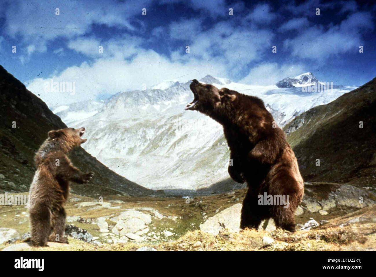 Der Baer Ours, L' Der verwaiste Jungbaer Kaar (Bart) moechte sich gern ...