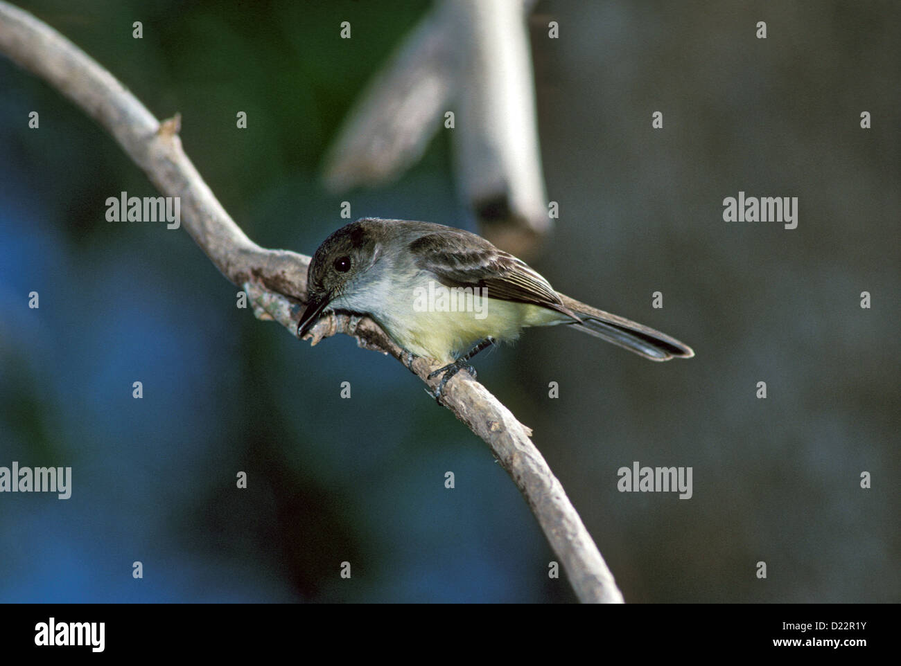 Sad Flycatcher Myiarchus barbirostris Montego Bay, Jamaica April Adult ...