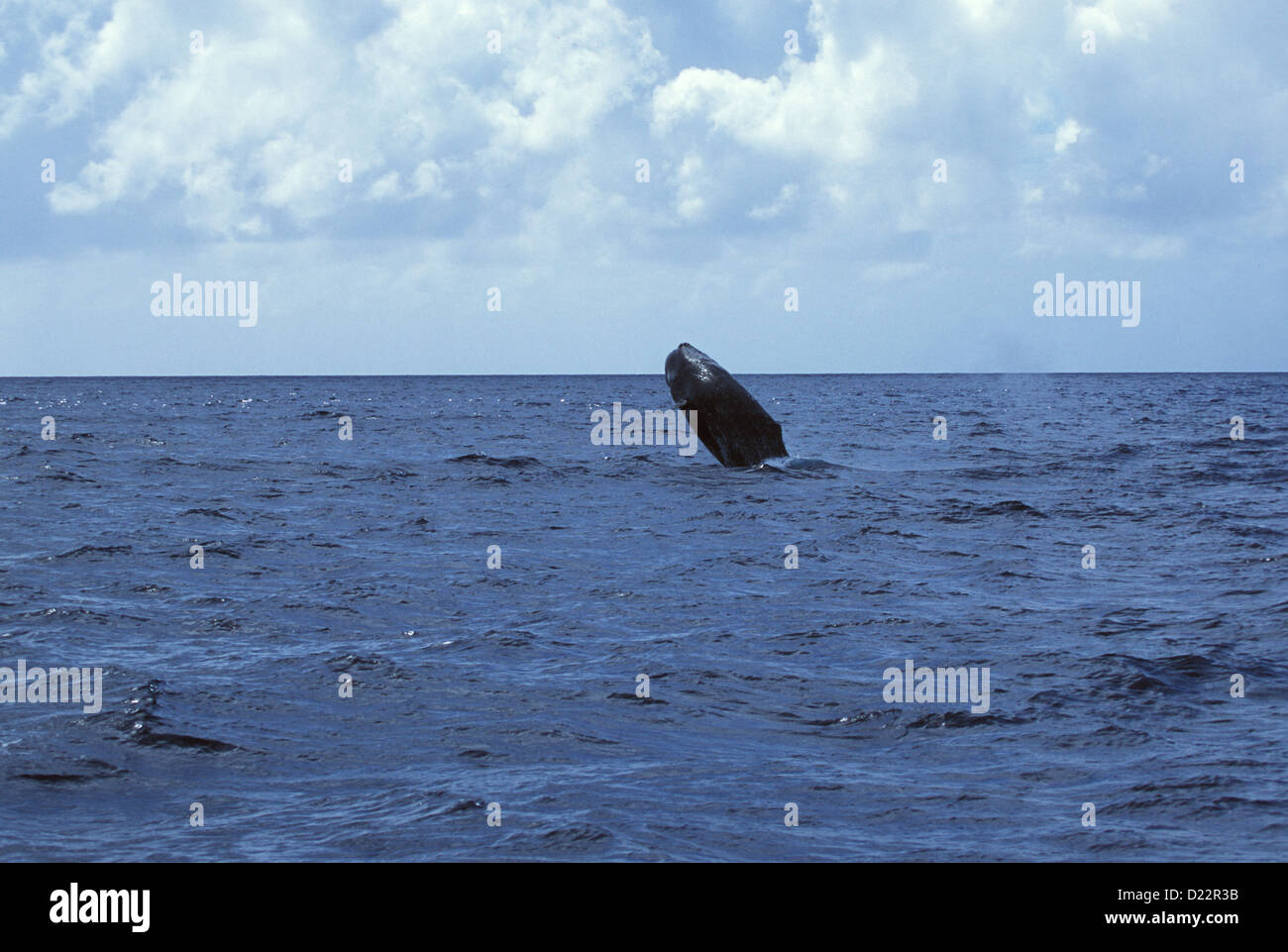 Sperm Whale Physeter macrocephalus Dominica, Caribbean Sea December ...