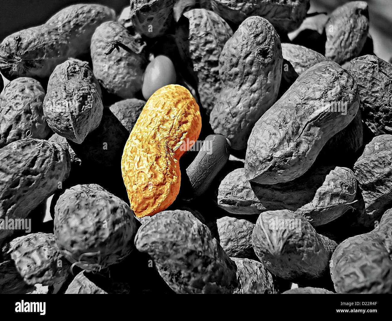 Eats peanuts hi-res stock photography and images - Alamy