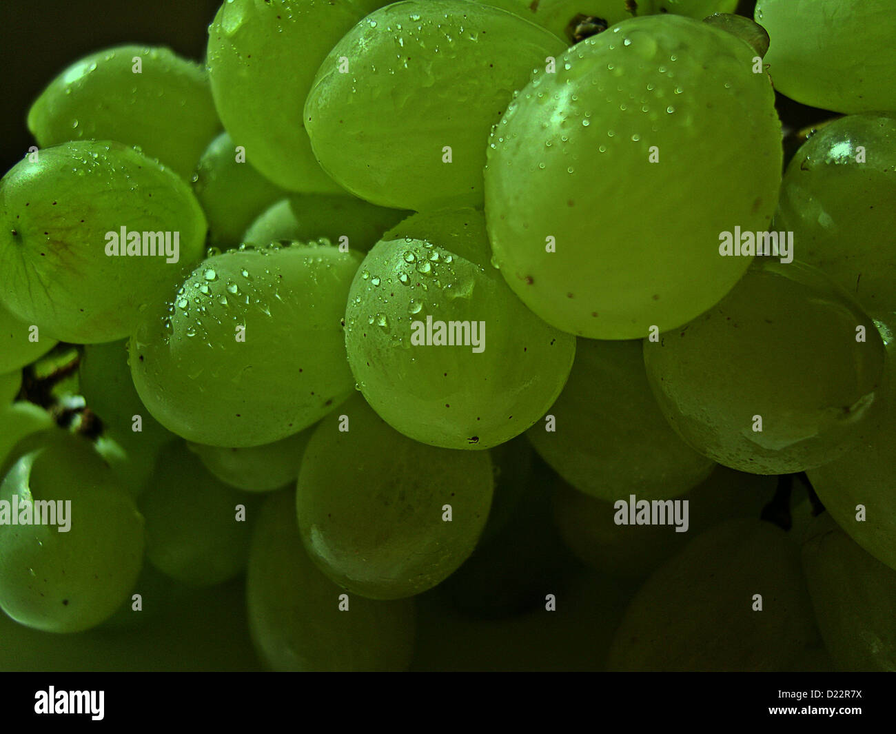 Grapes with dew vineyard hi-res stock photography and images - Alamy