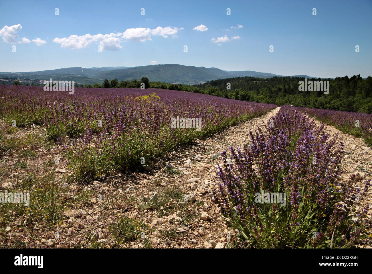 Sage field near the village of Sault in the Haute-Provence, France ...