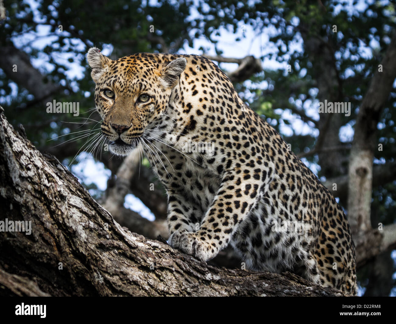 Leopard jump hi-res stock photography and images - Alamy