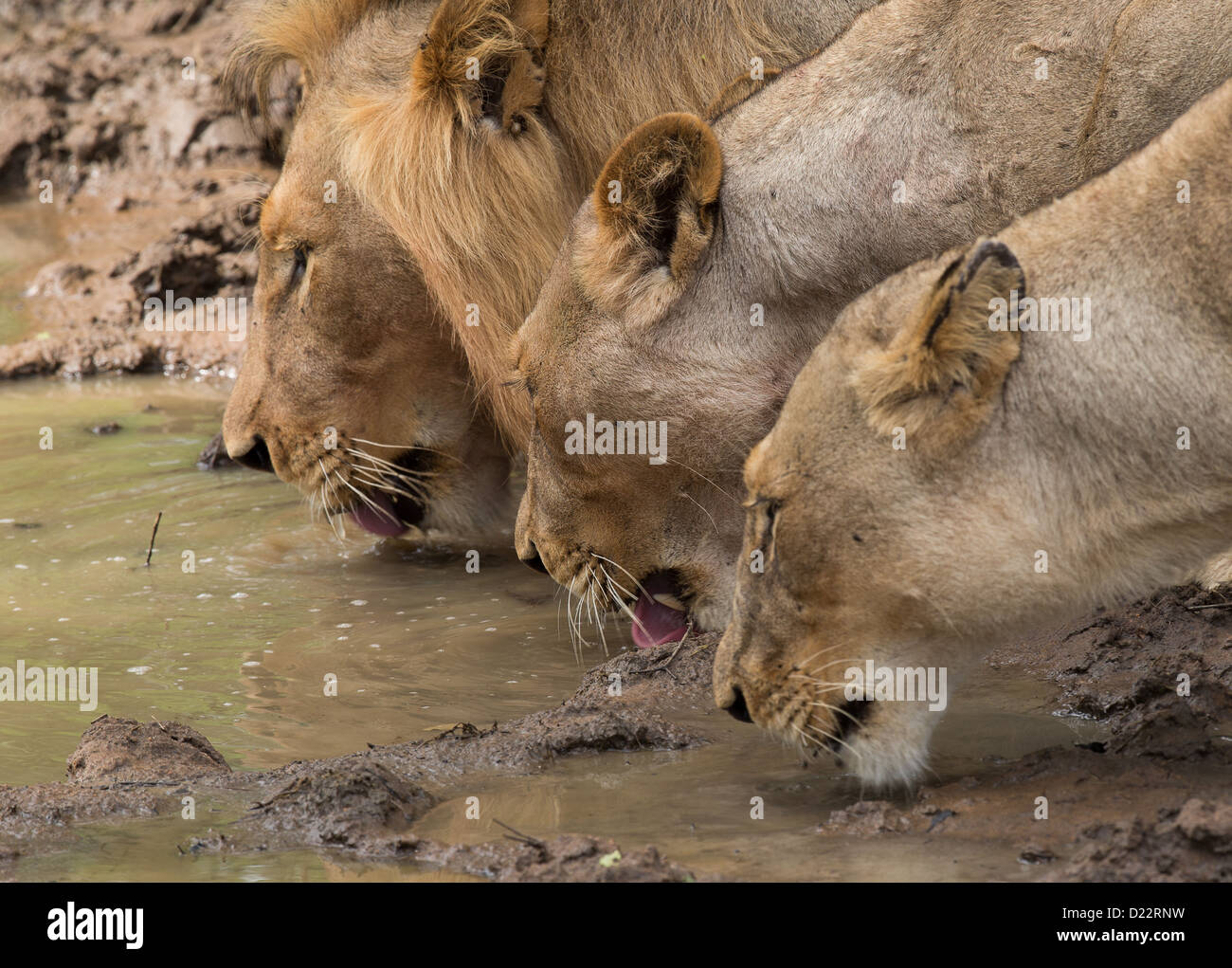 Thirsty work hi-res stock photography and images - Alamy
