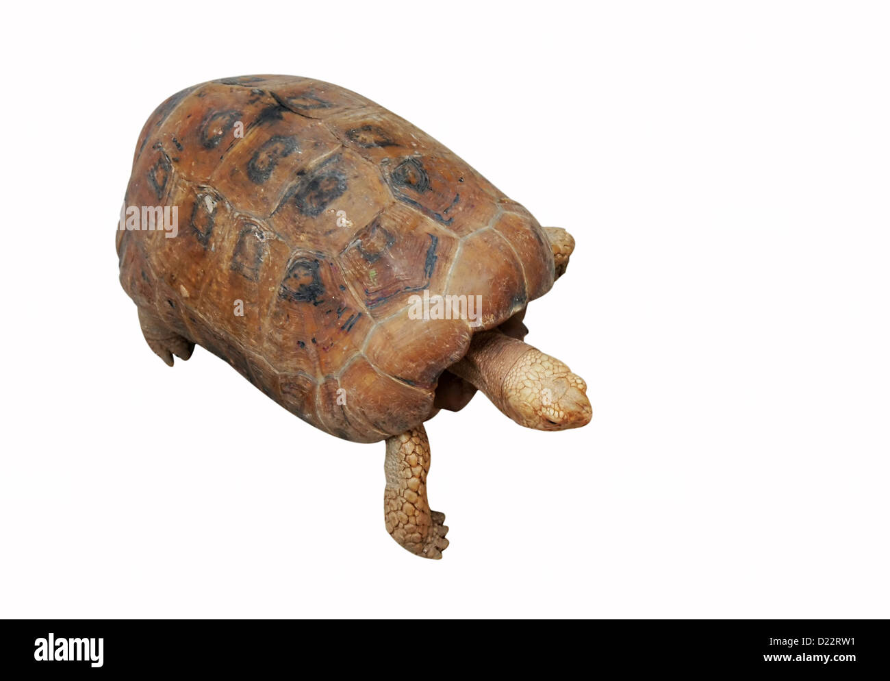 A tortoise walking isolated in white background Stock Photo - Alamy