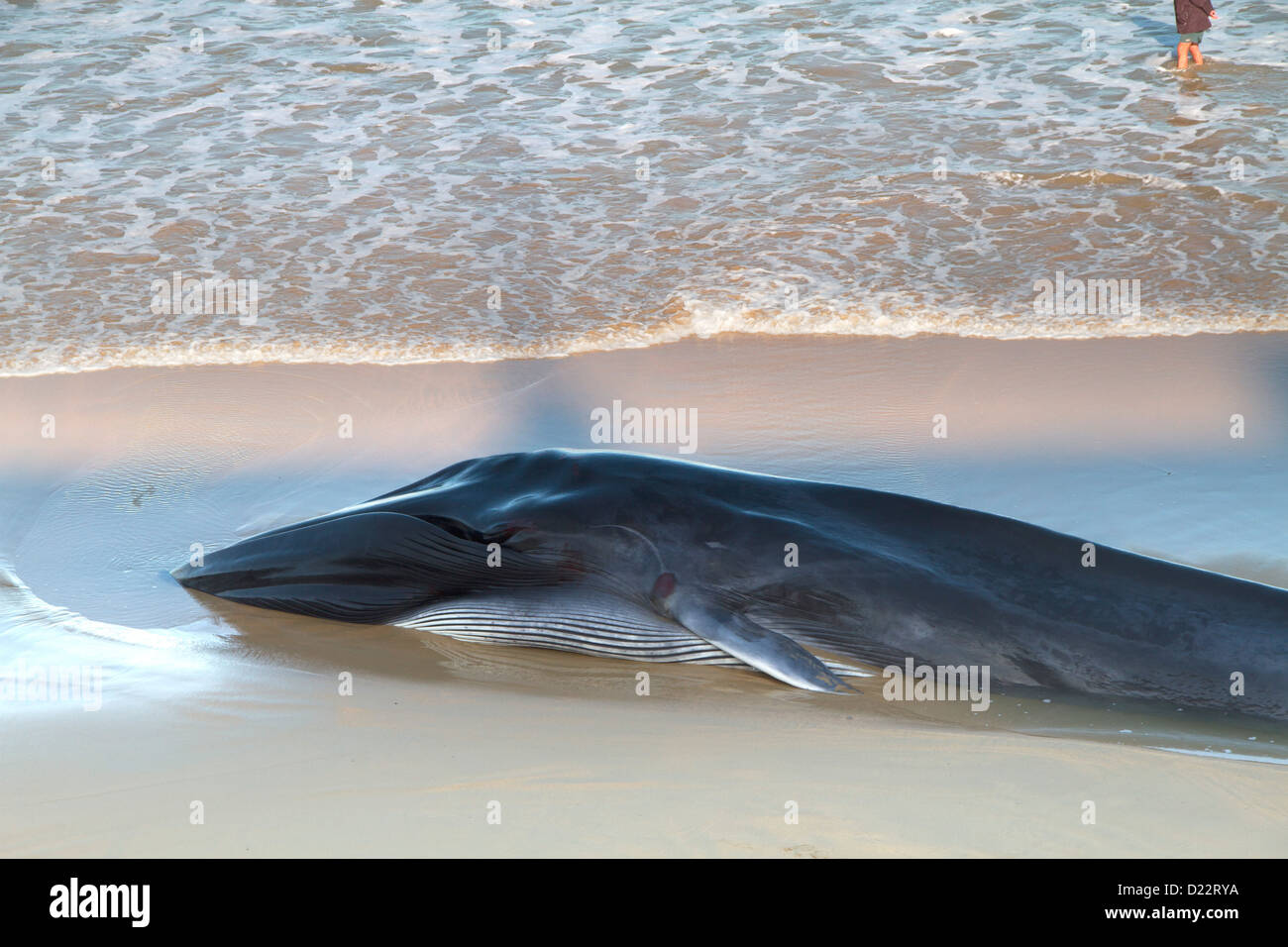 Beached Fin whale (Balaenoptera physalus Stock Photo - Alamy