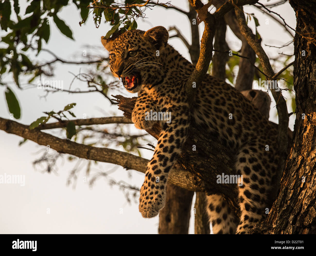 Snarl hi-res stock photography and images - Alamy