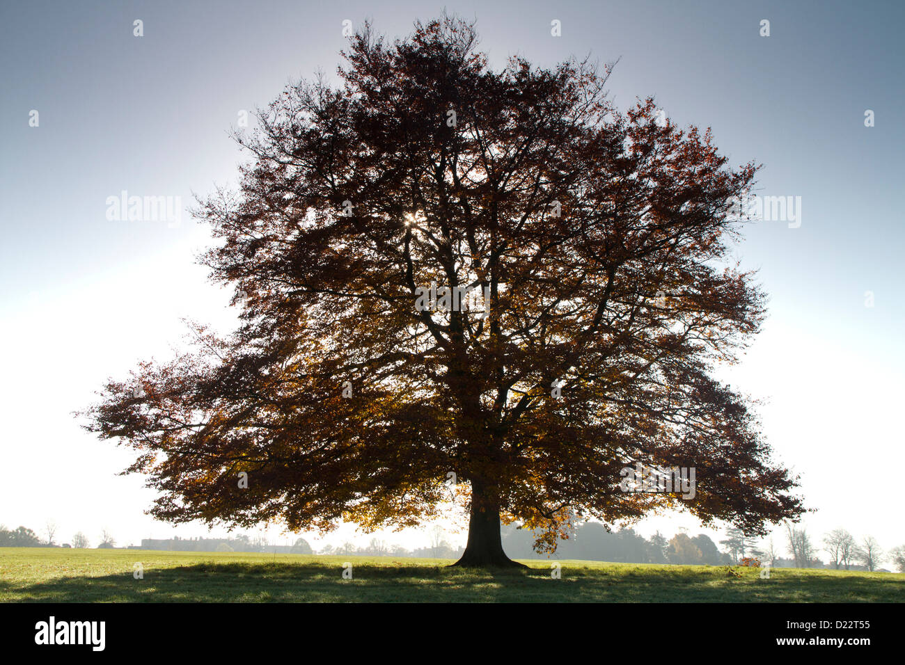 Beech tree silhouette hi-res stock photography and images - Alamy