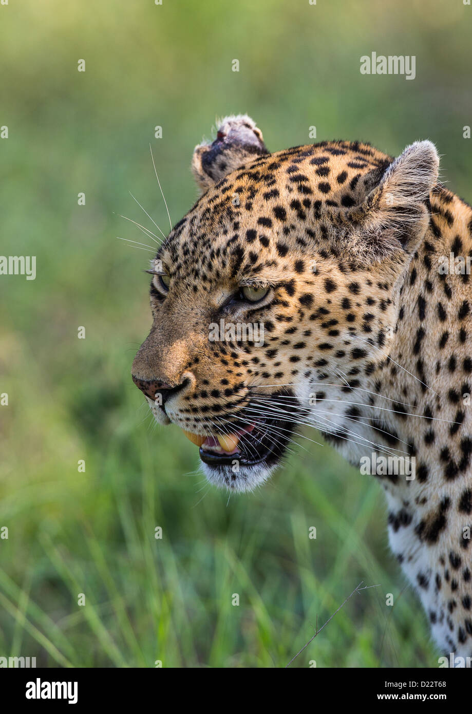 Leopard hunt hi-res stock photography and images - Alamy
