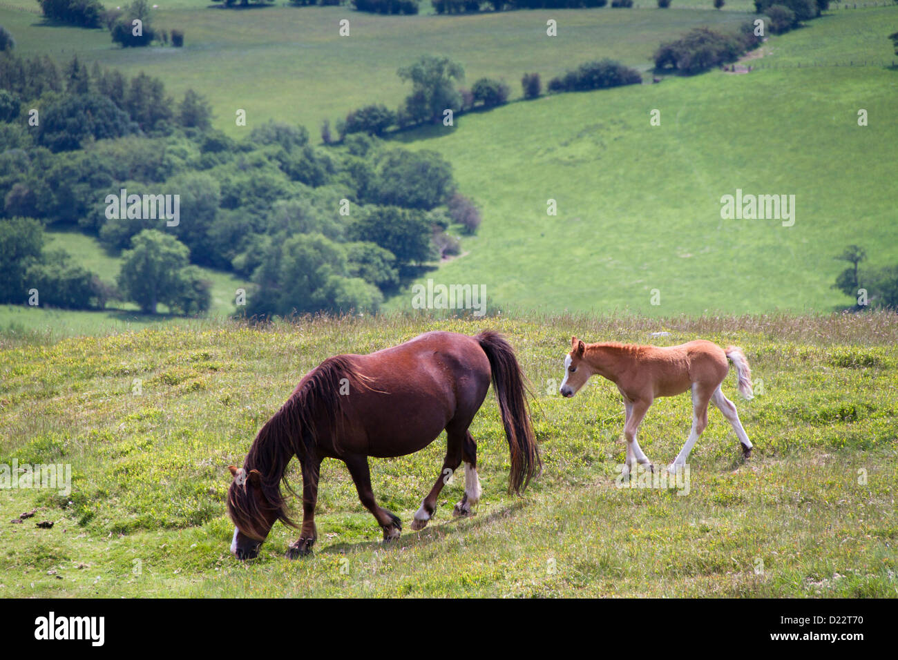 Horse and foul Stock Photo - Alamy