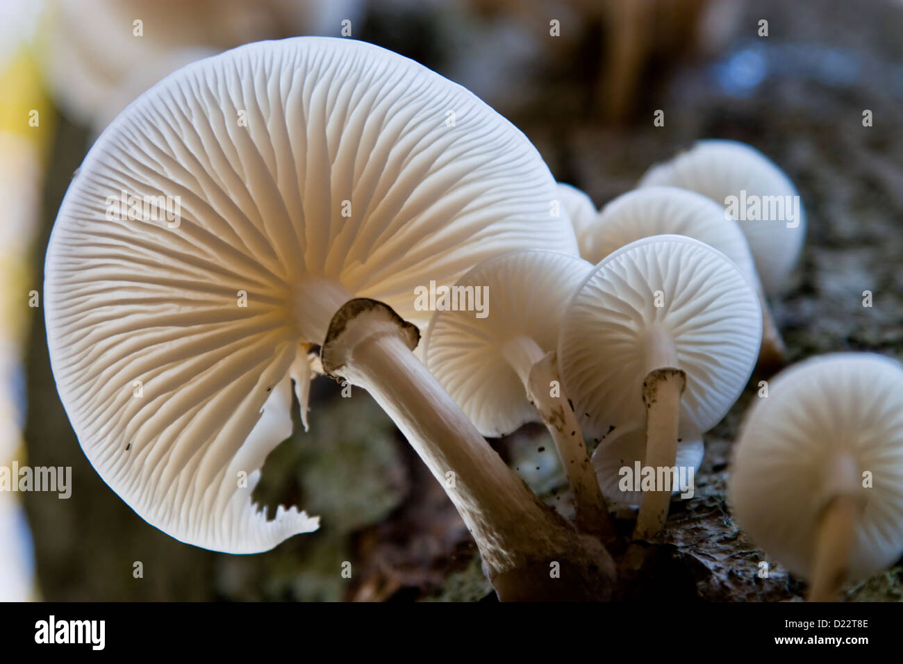 Fungi backlit hi-res stock photography and images - Alamy