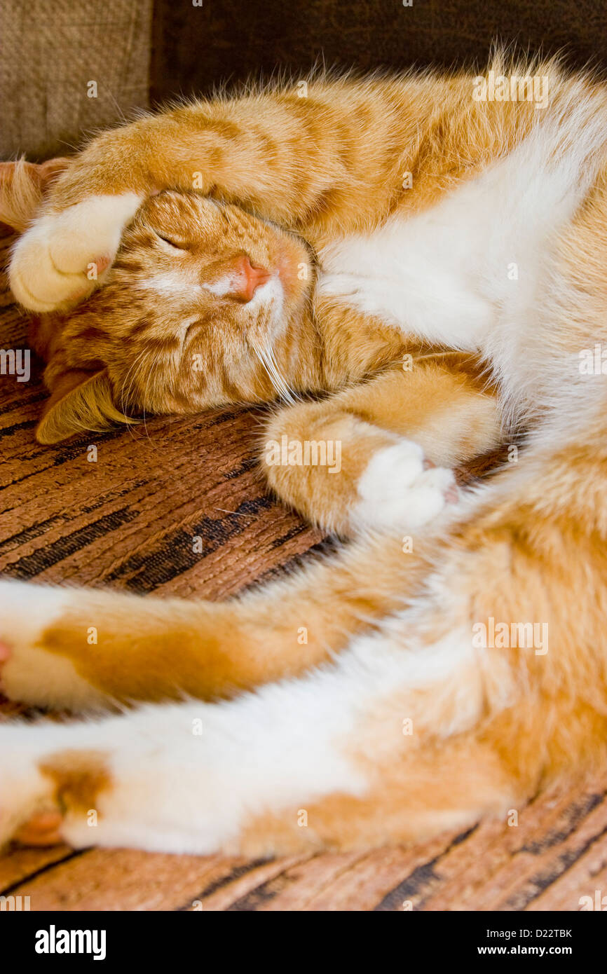 Sleeping ginger cat hi-res stock photography and images - Alamy