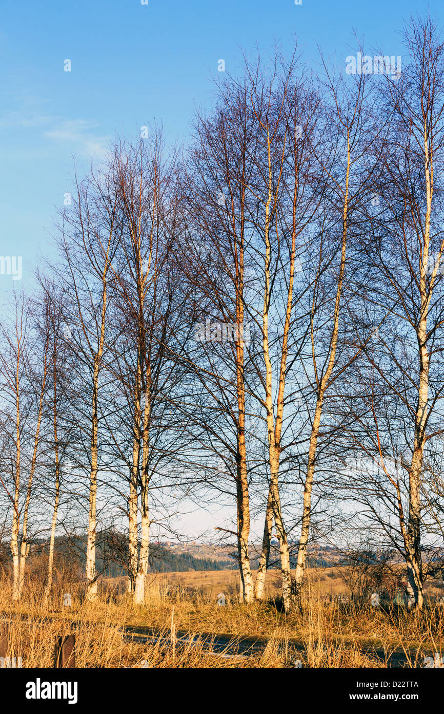 Abstract birches hi-res stock photography and images - Alamy