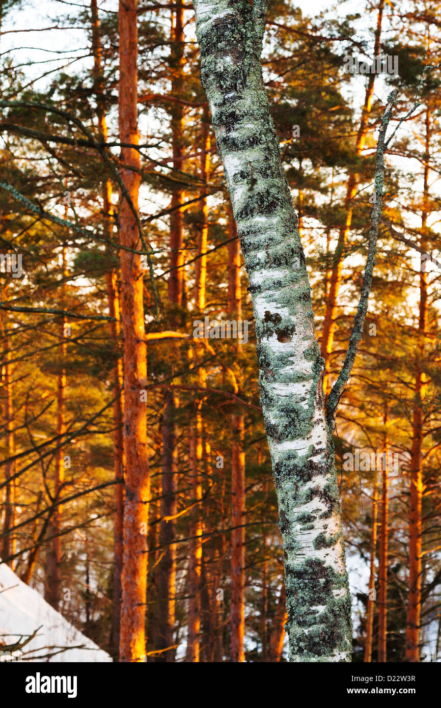 birch trunk and pine trees in forest at yellow winter sunset Stock ...