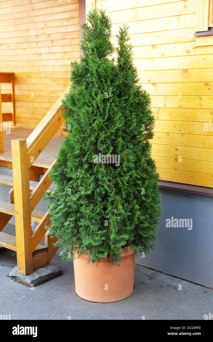 Thuja pot hi-res stock photography and images - Alamy