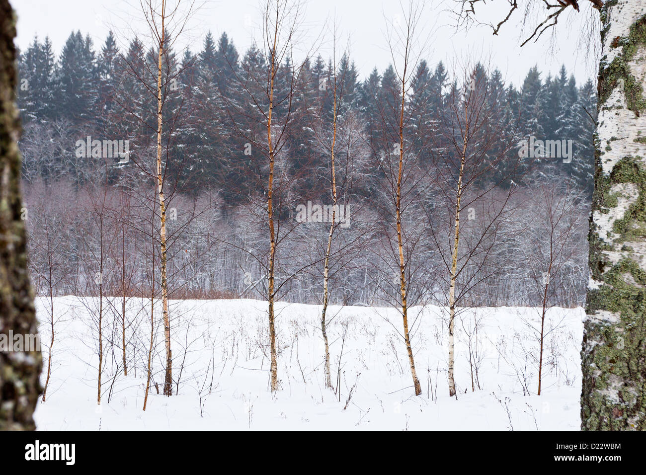 Fringe forest hi-res stock photography and images - Alamy