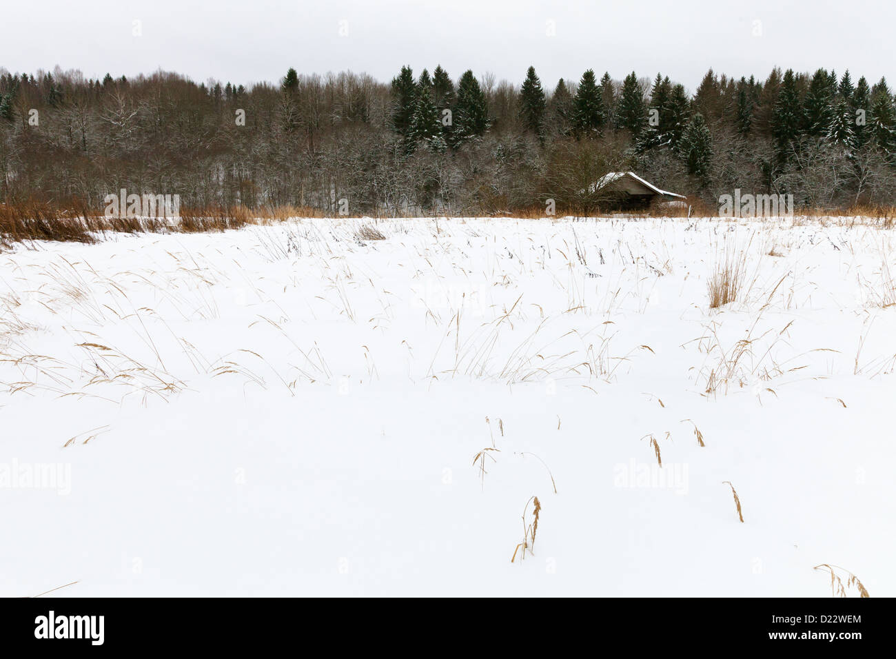 lonely rustic house on edge of snow wood in cold winter day Stock Photo ...