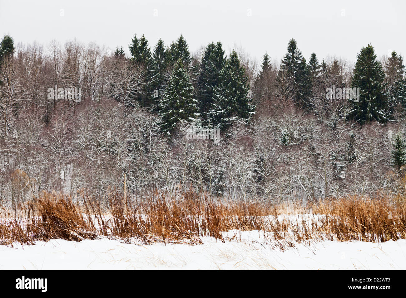 Panorama nature on edge forest hi-res stock photography and images - Alamy