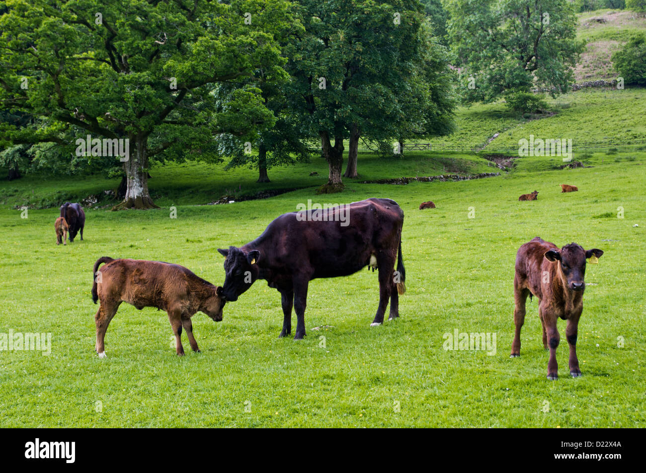 Landscape horizontal composition. Cow and two calves in the field ...