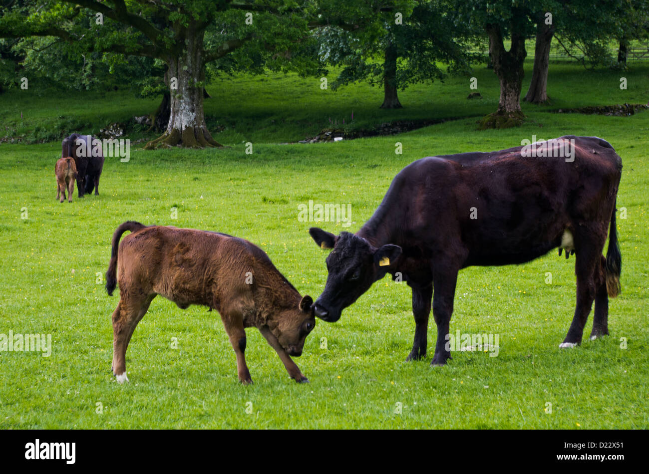 Landscape horizontal composition. Cow sniffing her calf in the field ...
