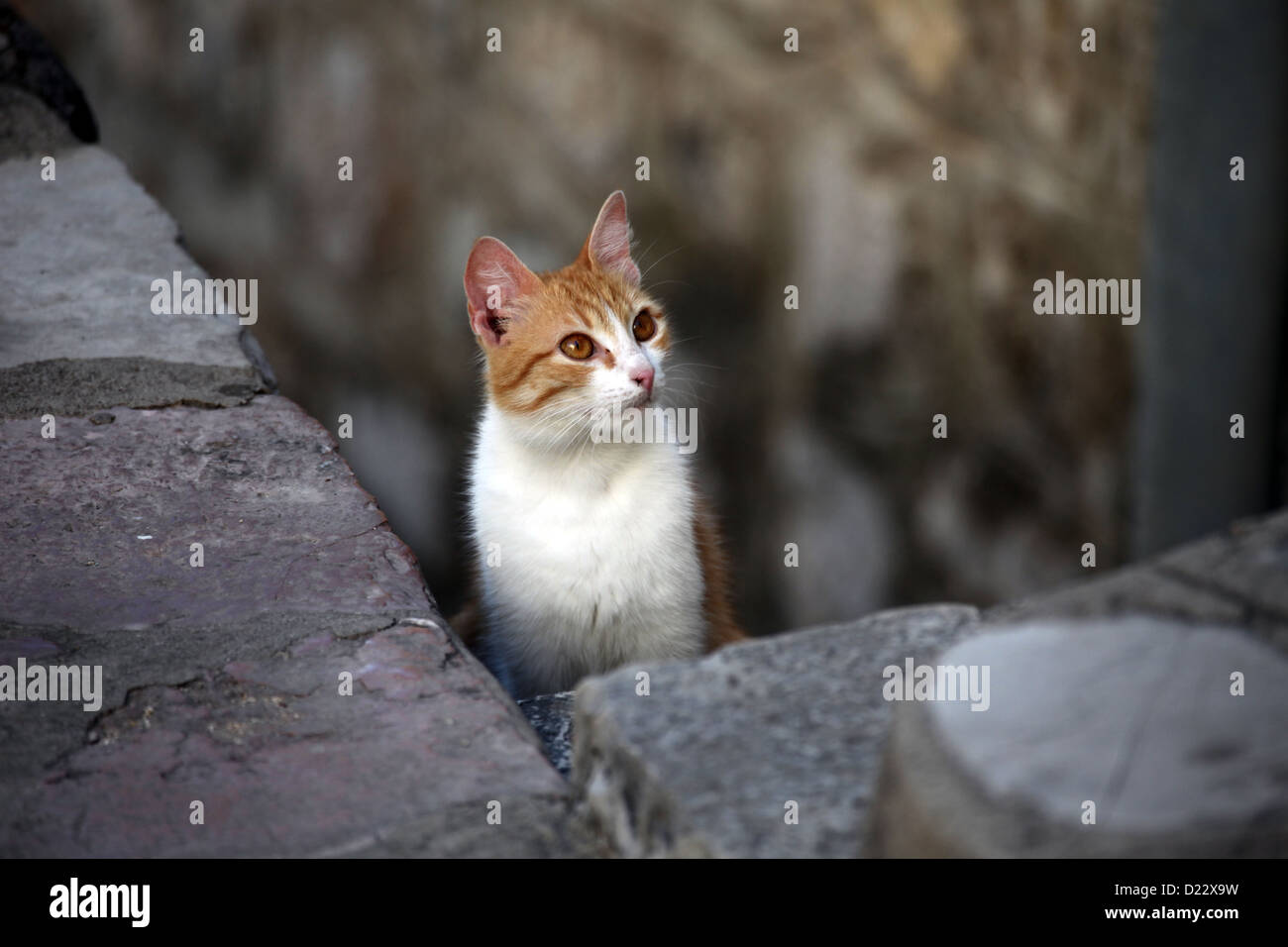 Young cute kind domestic cat Stock Photo - Alamy