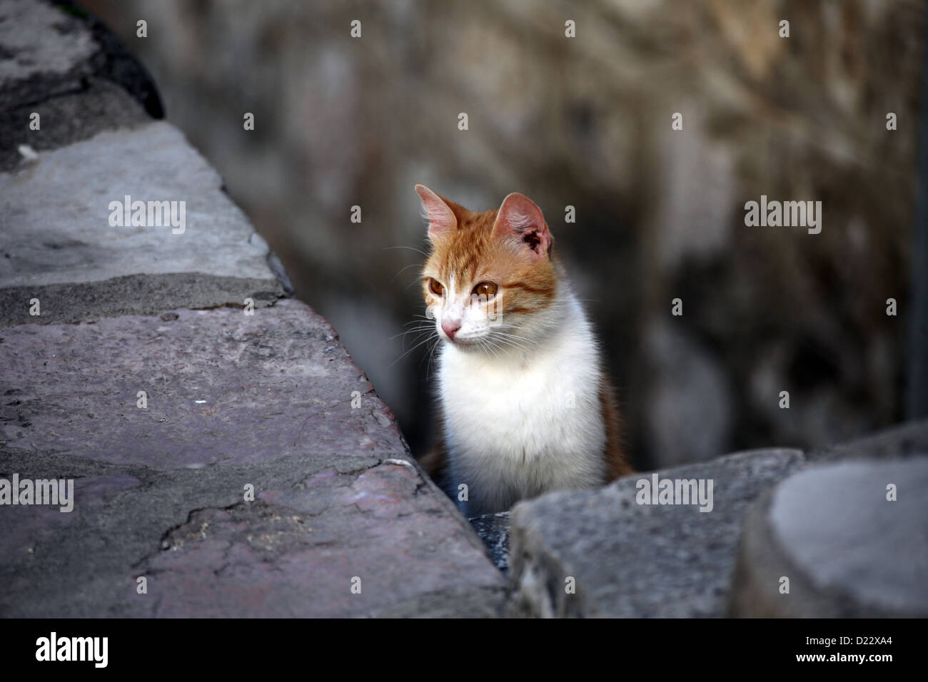 Young cute kind domestic cat Stock Photo - Alamy