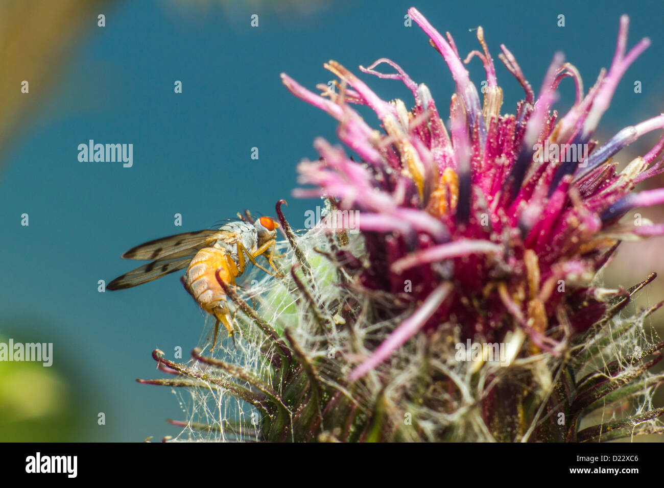Portrait of a fly Stock Photo - Alamy