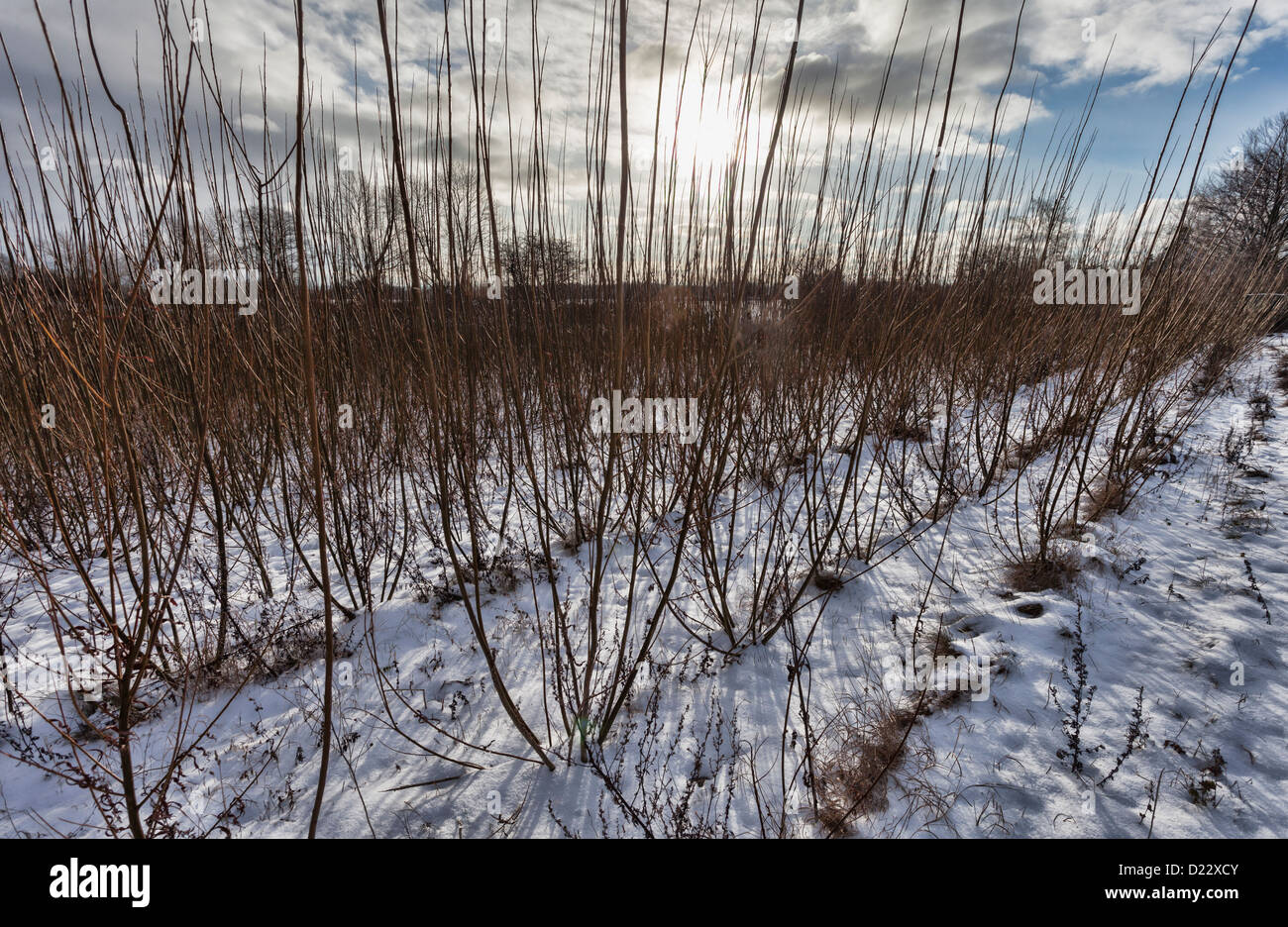 Field with energy willow plants in rows Stock Photo - Alamy