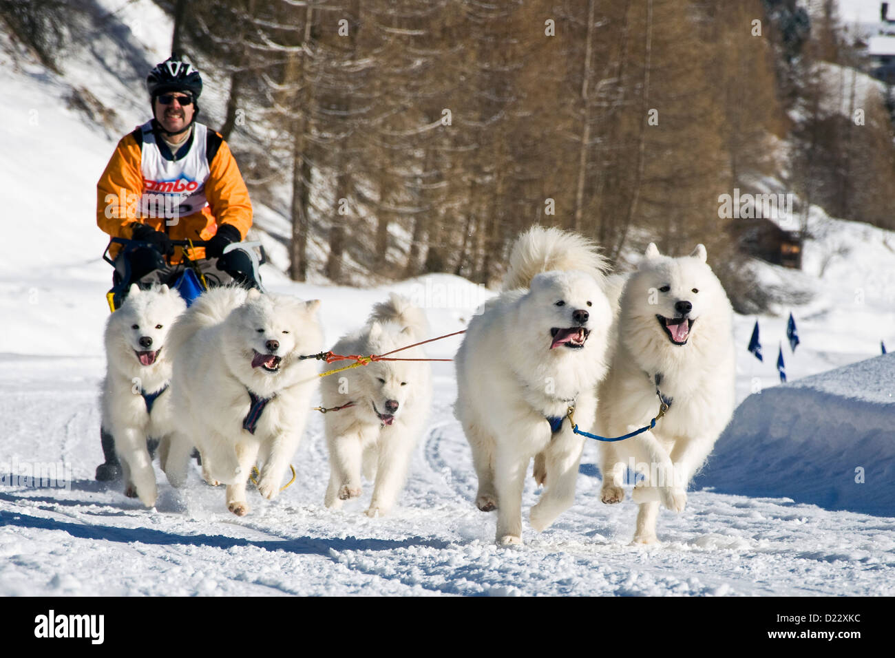 Switzerland, Splugen, sleddog race Stock Photo - Alamy