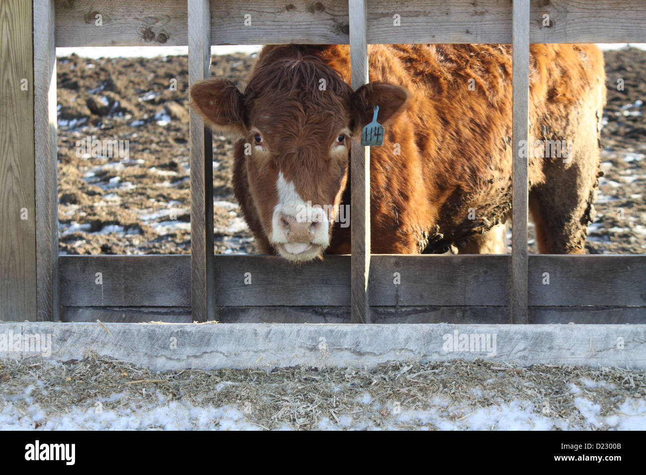 Cow with its head out through wooden fence to reach the feed trough in ...