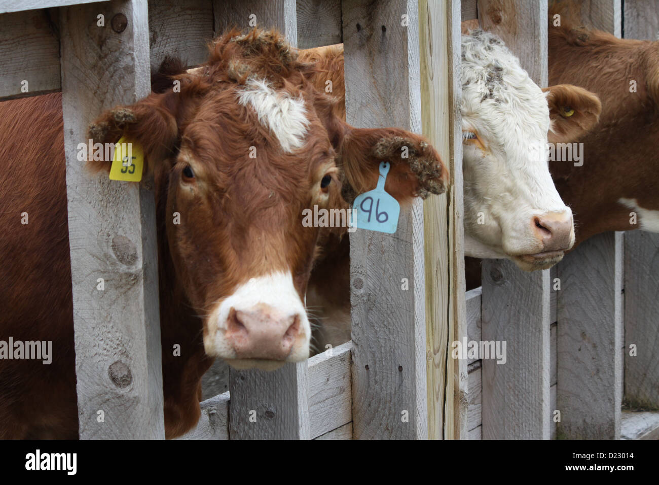 Cows with their head out through fence to reach the feed trough in ...