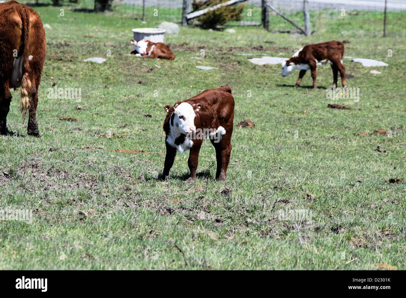 Hereford calves in a grass covered pasture Stock Photo - Alamy