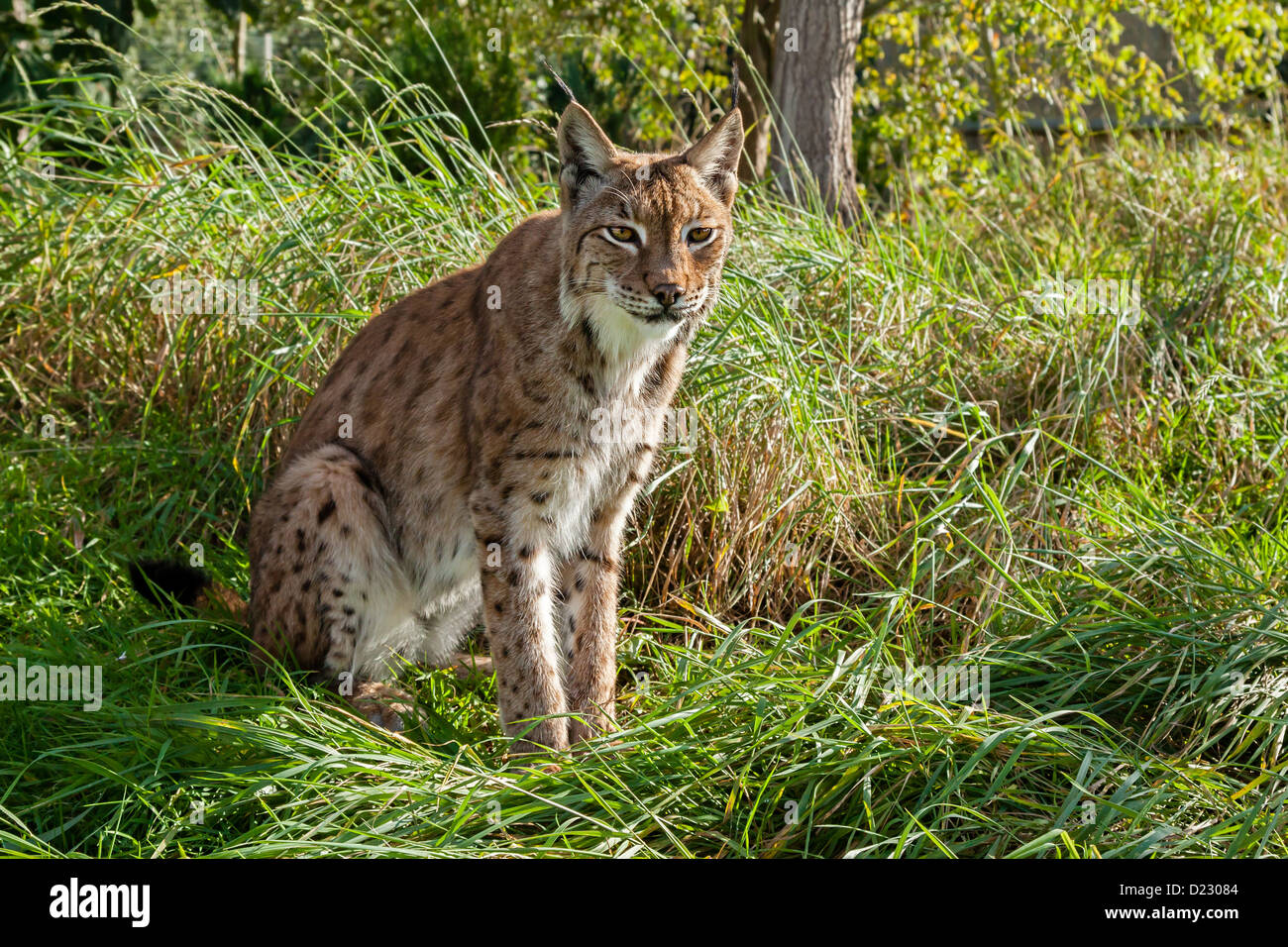 Eurasian Lynx Sitting in Long Grass in Afternoon Sunshine Stock Photo ...