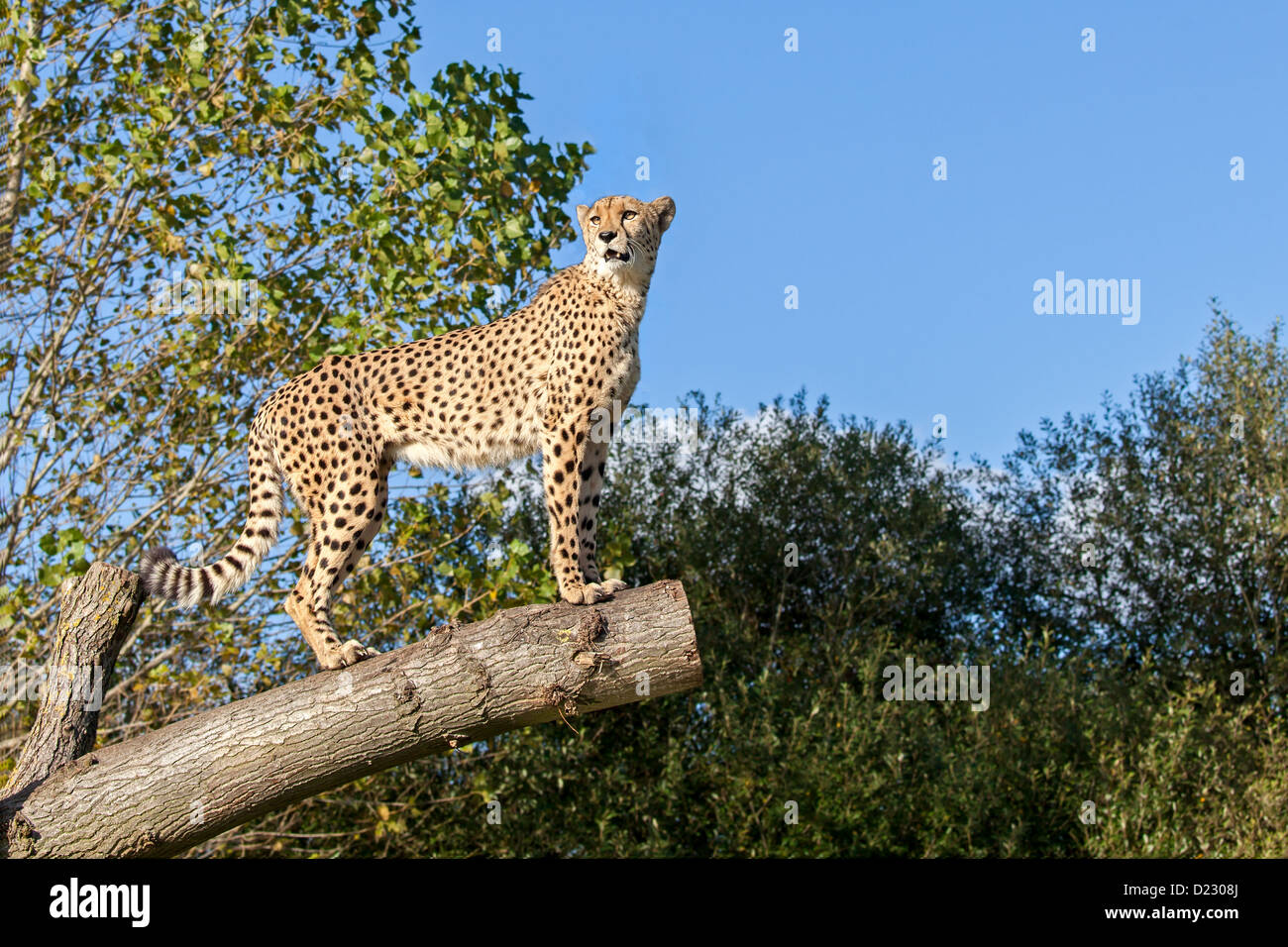 Cheetah Standing on Tree Branch with Copy Space Acinonyx Jubatus Stock ...
