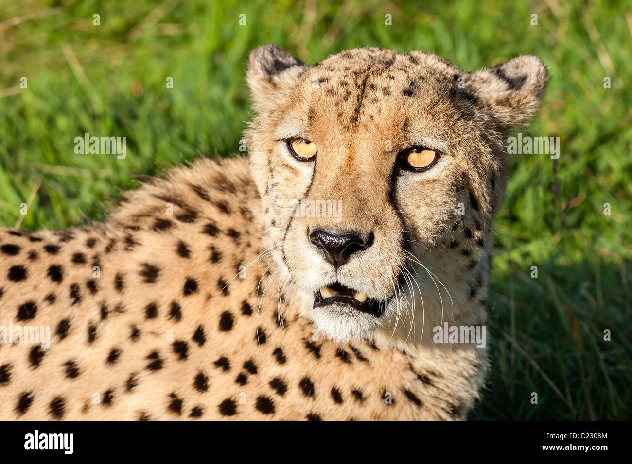 Cheetah head shot hi-res stock photography and images - Alamy