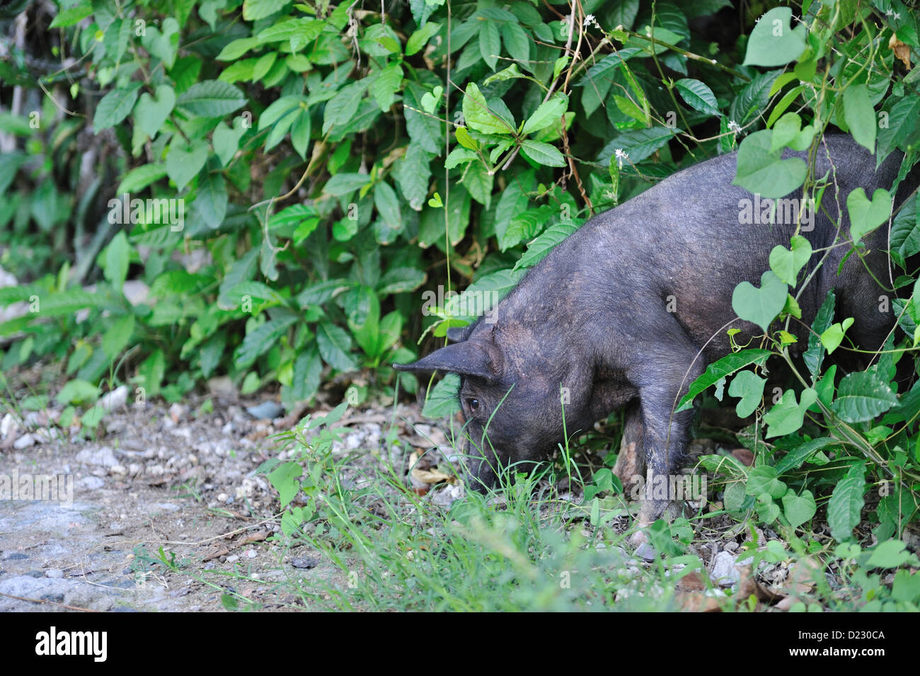 Santiago de cuba pig hi-res stock photography and images - Alamy