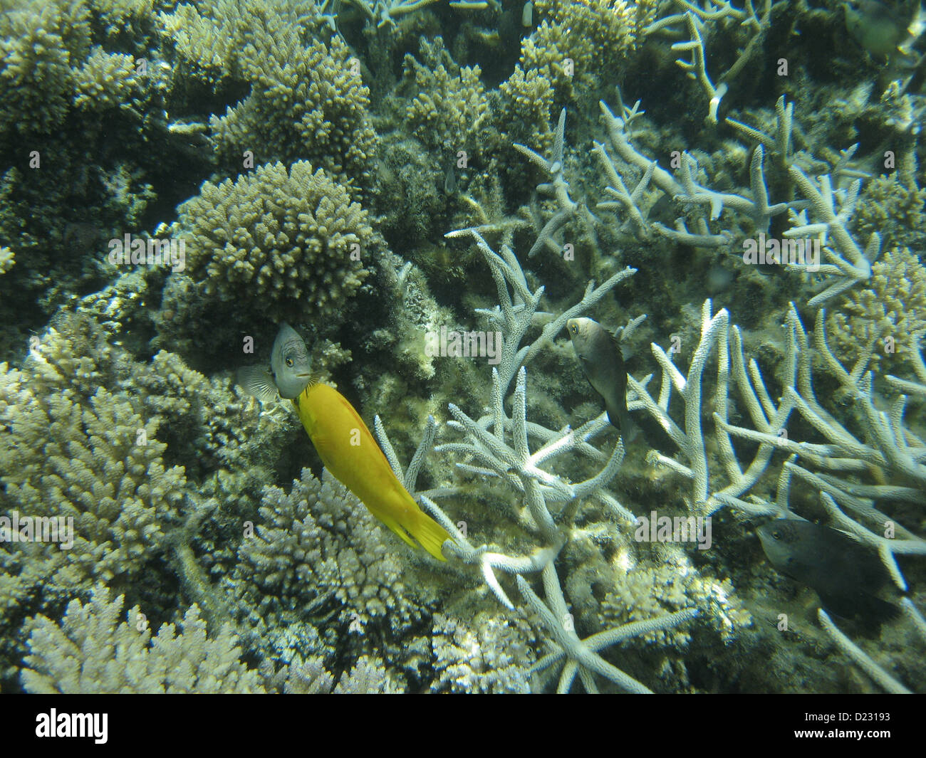 Ilot gabriel mauritius hi-res stock photography and images - Alamy