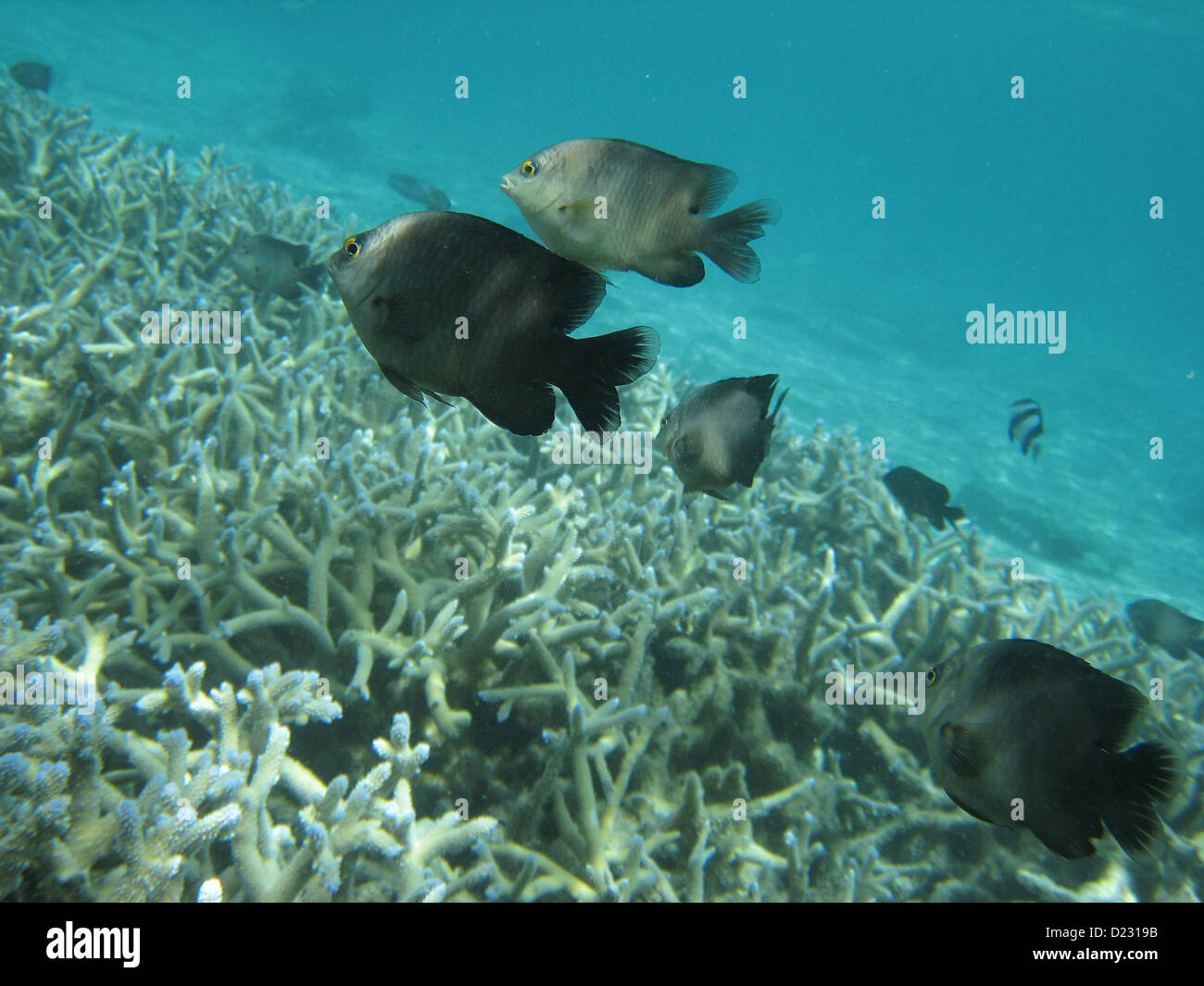 Ilot Gabriel, Mauritius, underwater coral and fish in the Indian Ocean ...