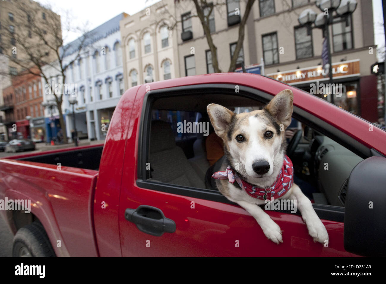Jan. 12, 2013 - Ann Arbor, Michigan, U.S - A dog goes for a ride down ...