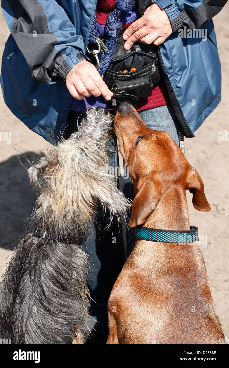 Berlin, Germany, a woman has two dogs treats Stock Photo - Alamy