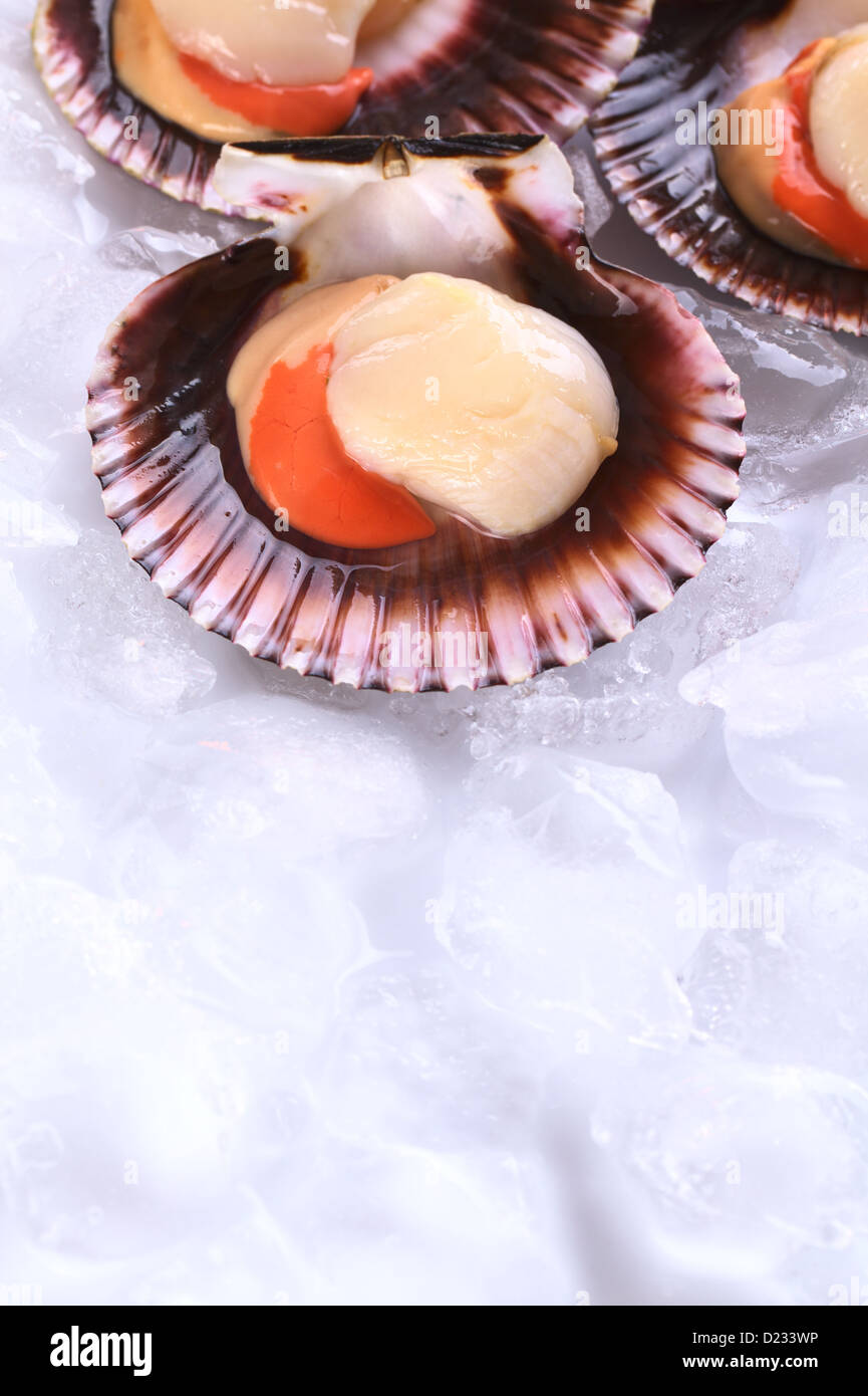 Queen scallops hi-res stock photography and images - Alamy