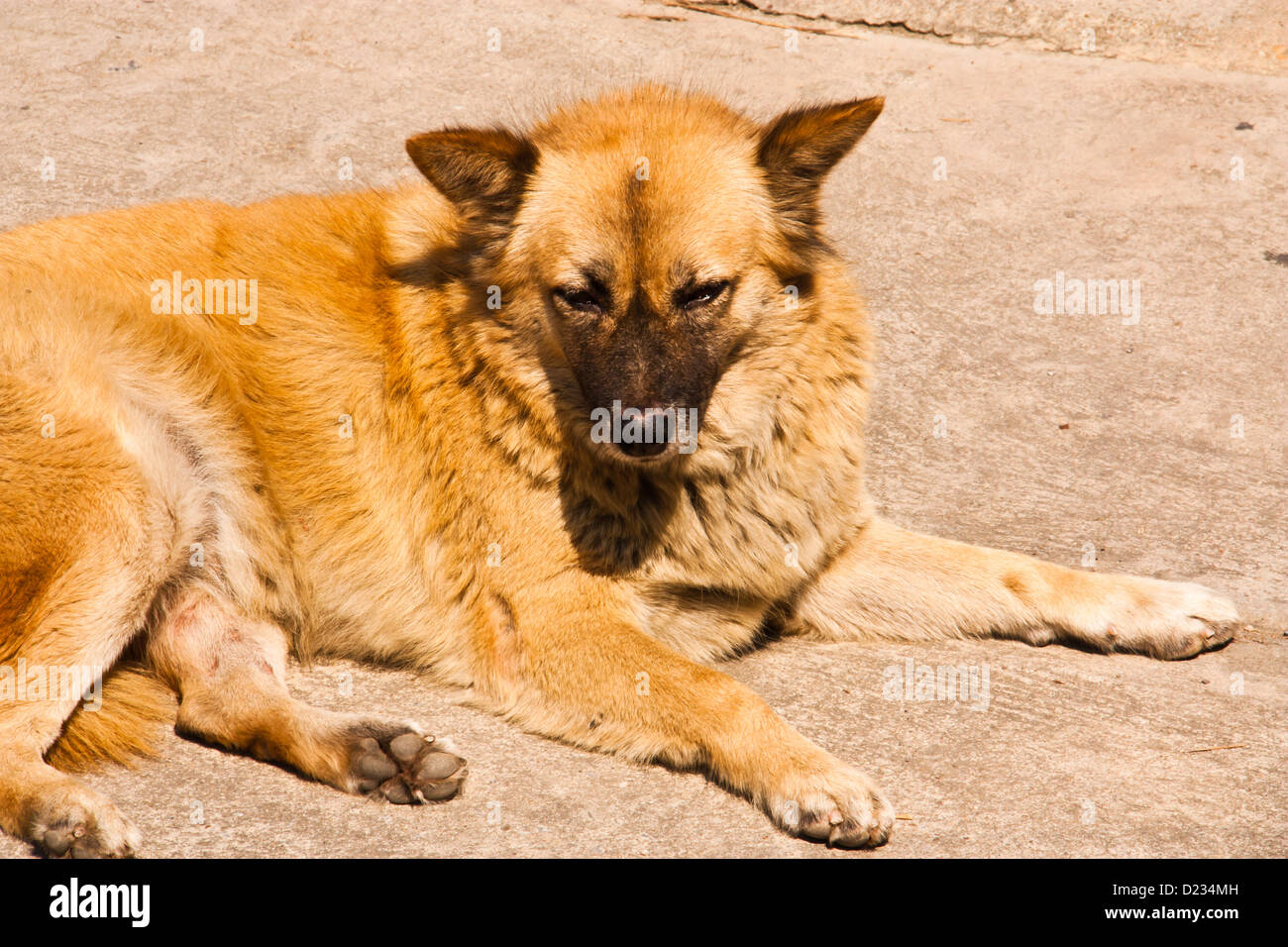 Docile animal hi-res stock photography and images - Alamy
