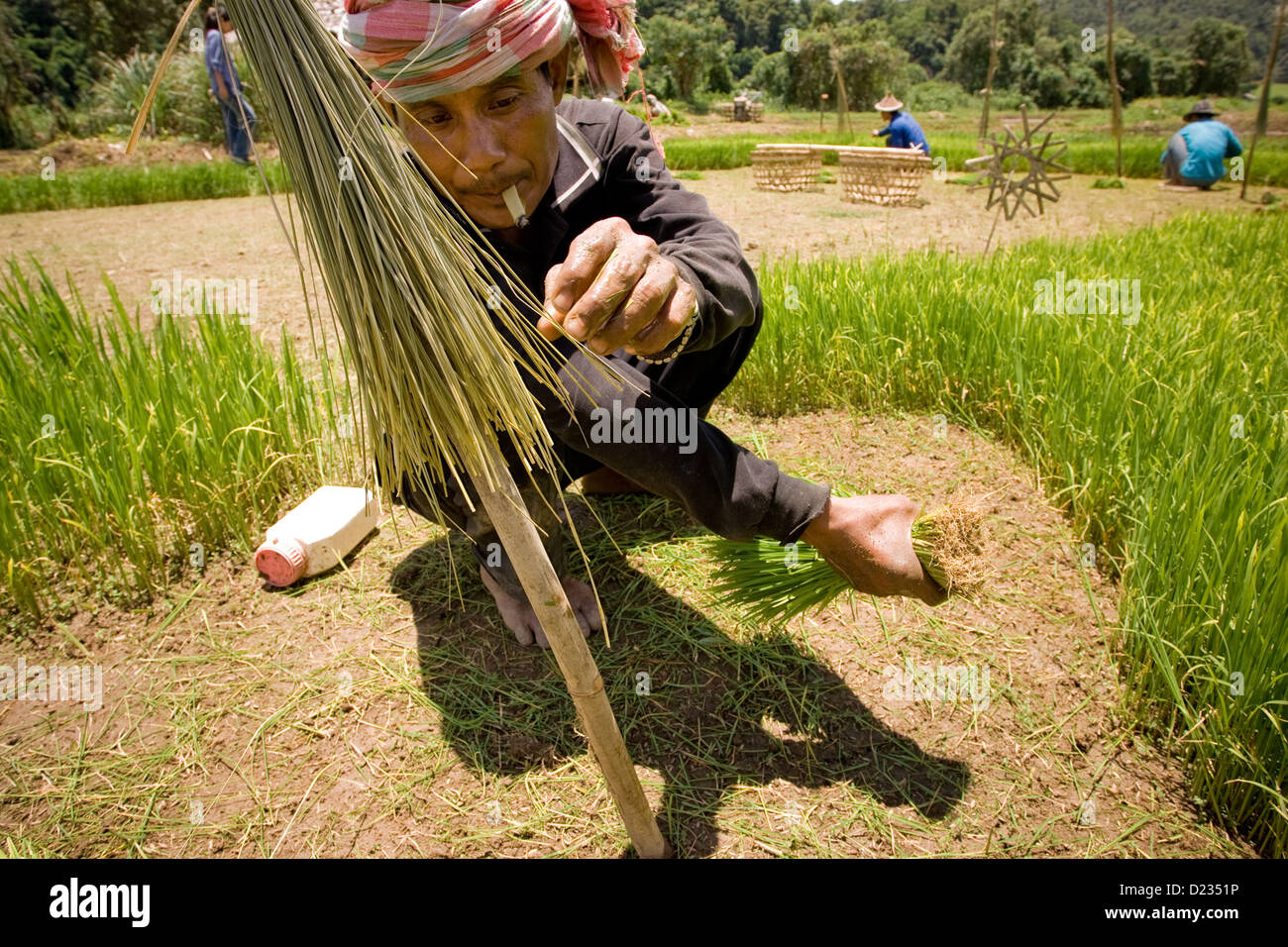 Burmese migrant man working in rice field, near Mae Hong Son, Thailand ...