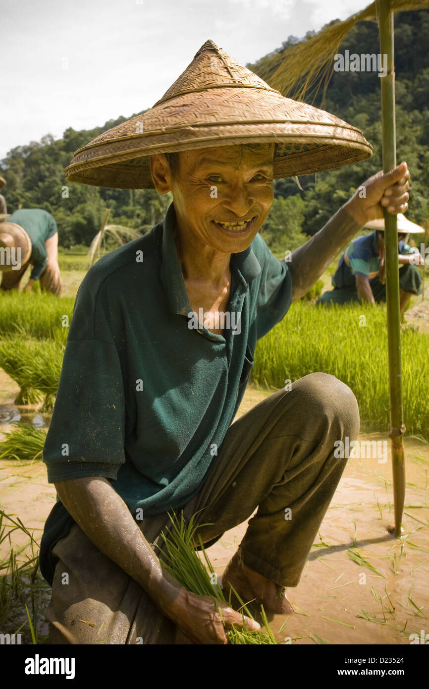 Burmese migrant man working in rice field, near Mae Hong Son, Thailand ...